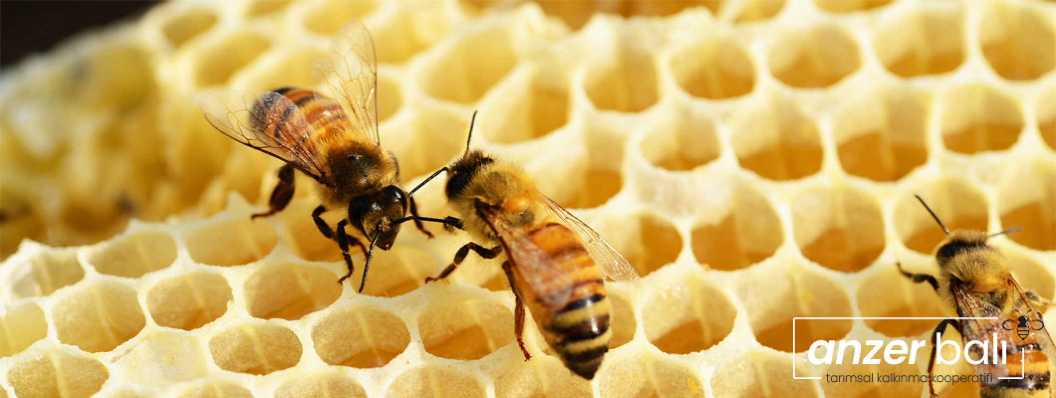 Anzer Balı Hakkında En Çok Merak Edilen 9 Soru